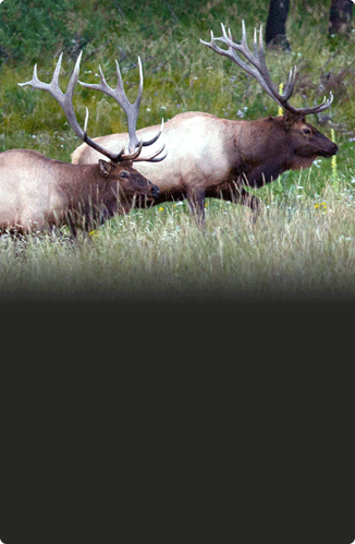 Elk Hunt Package - Conservation First USA : Conservation First USA